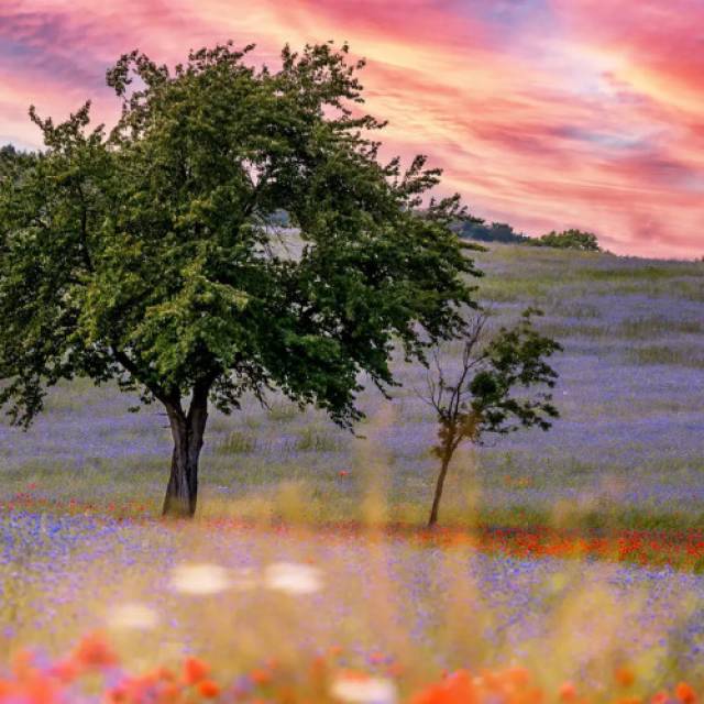 Magic Walls-Landscape naplemente a réten poszter 363425 - Rasch - Dabas ...