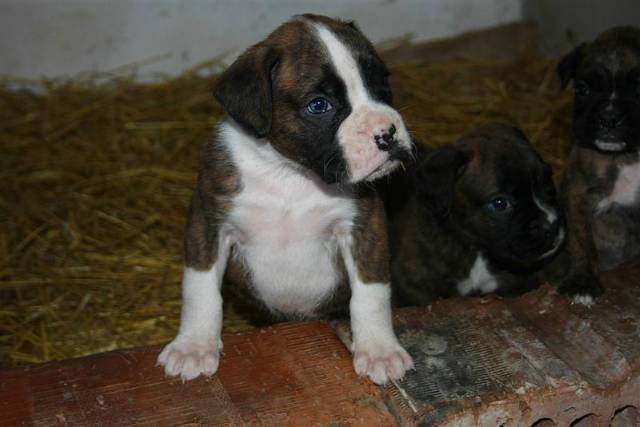 Boxer kiskutyák eladók - Tiszaalpár - Állat