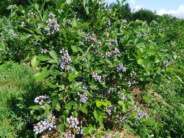 Áfonya bokrok eladók - Budapest - Otthon, Bútor, Kert