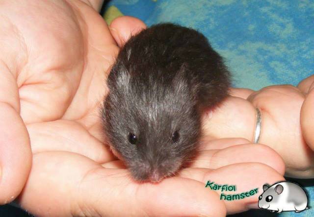 Szíriai aranyhörcsög tenyésztőtől - Budapest XIII. kerület - Állat