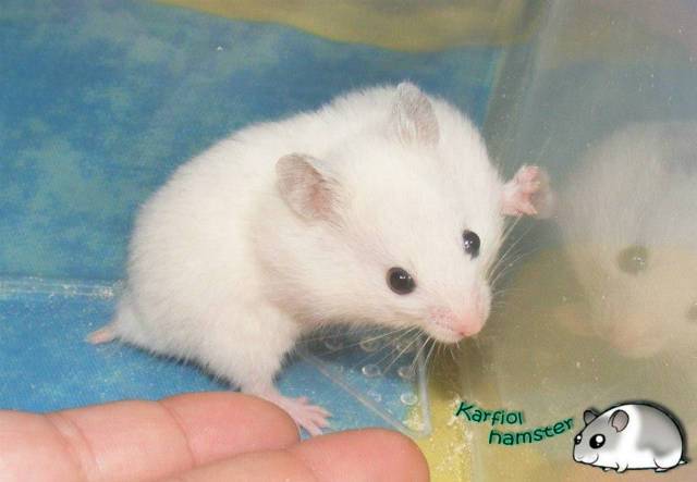 Szíriai aranyhörcsög tenyésztőtől - Budapest XIII. kerület - Állat