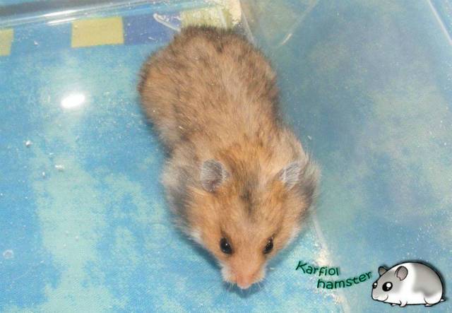 Szíriai aranyhörcsög tenyésztőtől - Budapest XIII. kerület - Állat