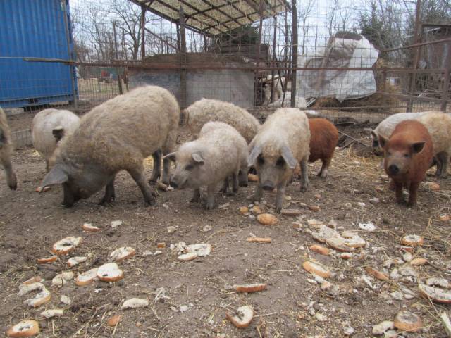 tanyasi vörös, és , szőke, mangalica, malacok, süldők, eladók - Érd ...