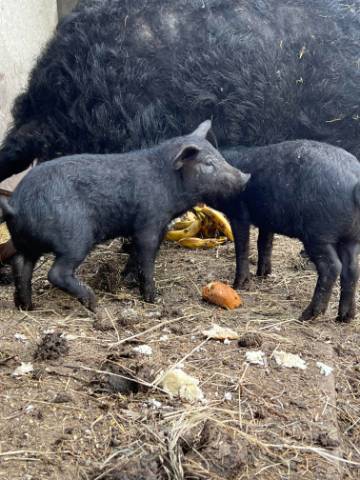 mangalica malacok több színben eladók,, foglalhatók! Siófok-Érd - Érd ...