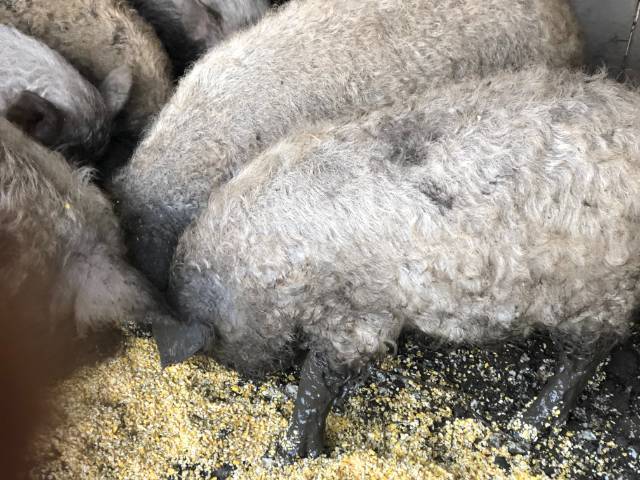 mangalica malacok több színben eladók,, foglalhatók! Siófok-Érd - Érd ...