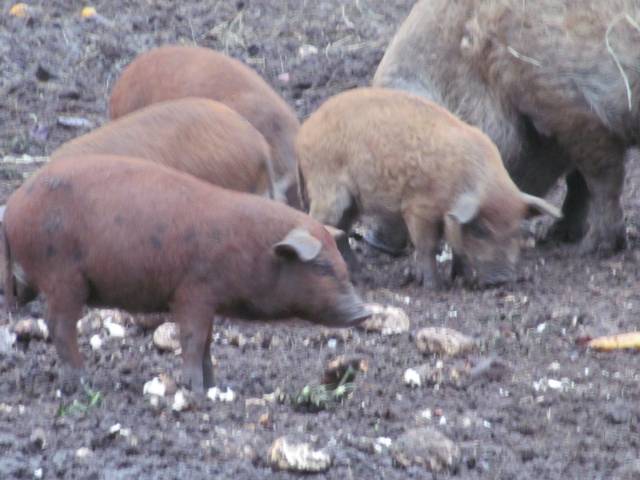 mangalica malacok több színben eladók,, foglalhatók! Siófok-Érd - Érd ...