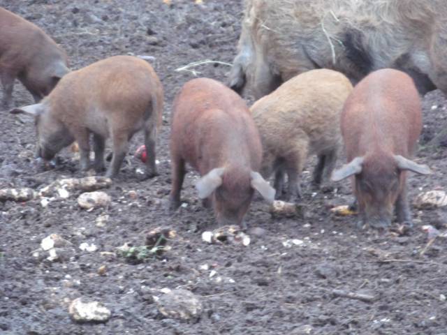 mangalica malacok több színben eladók,, foglalhatók! Siófok-Érd - Érd ...