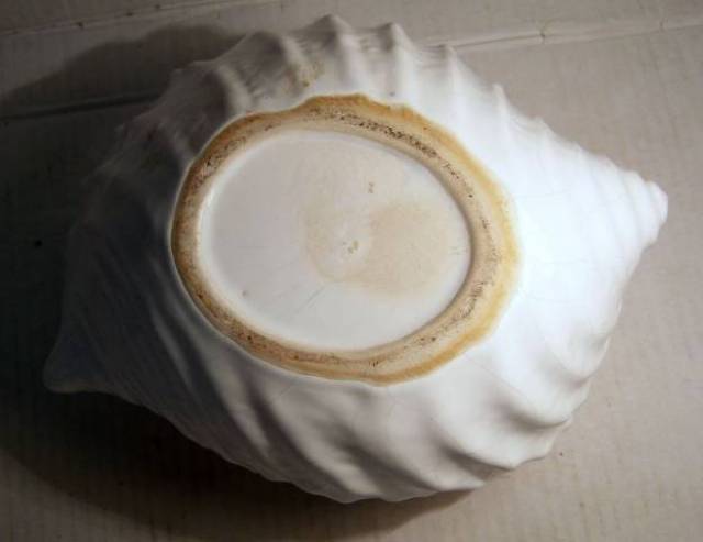 Kerámia Kagylóház (elvileg Gránit gyári) kb.1982 (festékréteg mindenhol ...