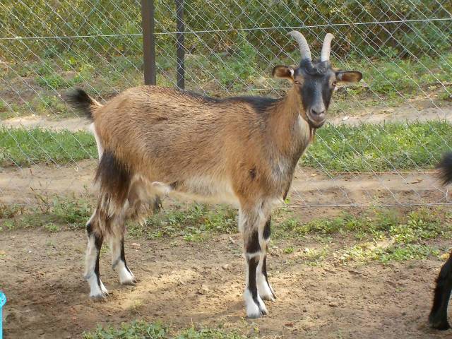 Vemhes fejős alpesi kecske - Fót, Budapest - Állat