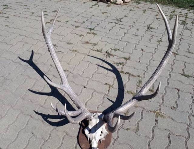 Szarvas agancs felvásárlás 06707318337 - Sopron - Egyéb szolgáltatások