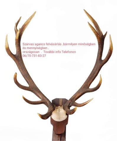 Szarvas agancs felvásárlás 06707318337 - Sopron - Egyéb szolgáltatások