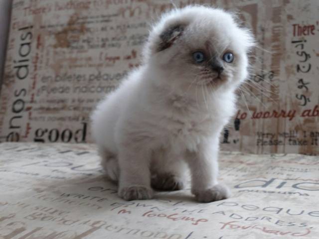 Skót logo fülü szép kölyök cicák eladók - Budapest - Állat