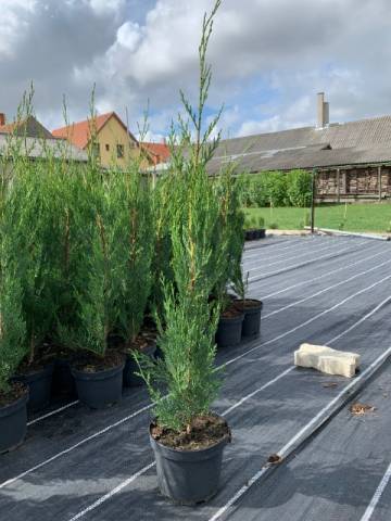 Leylandi Ciprus Green Rocket Oszlopos 90-100cm Termelőtől! - Csorna ...