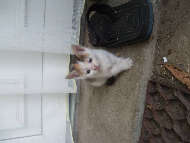 Kiscicák ingyen elvihetők - Szigetszentmiklós - Állat