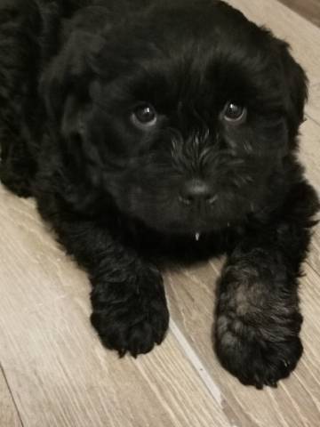 Puli Mix puppy (male) 11 weeks with EU passport, chip and vaccination ...