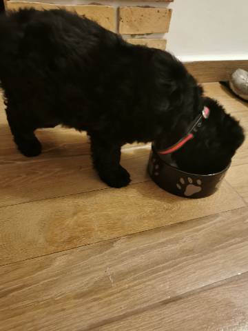 Puli Mix puppy (male) 11 weeks with EU passport, chip and vaccination ...