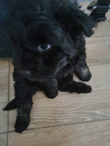 Puli Mix puppy (male) 11 weeks with EU passport, chip and vaccination ...