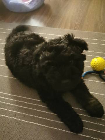 Puli Mix puppy (male) 11 weeks with EU passport, chip and vaccination ...