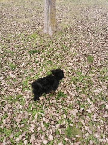 Puli Mix puppy (male) 11 weeks with EU passport, chip and vaccination ...