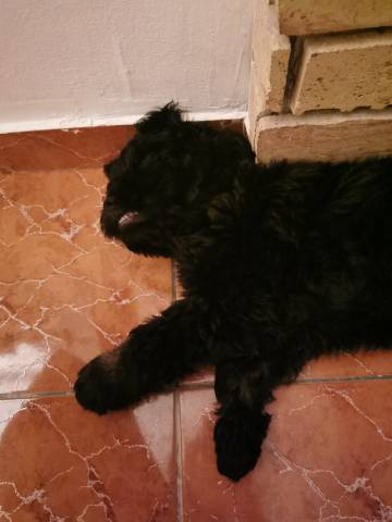 Puli Mix puppy (male) 11 weeks with EU passport, chip and vaccination ...