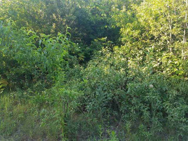 Eladó 2000 m2-es építési telek Szentmártonkáta, Tápió út ...