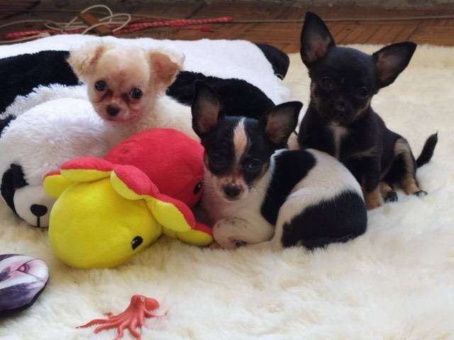 Valóban extra mini csivava kicsik! - Tatabánya - Állat