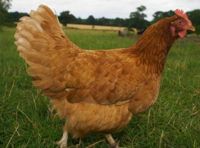 Kitojt tyúk - Debrecen, Debrecen, Debrecen - Állat