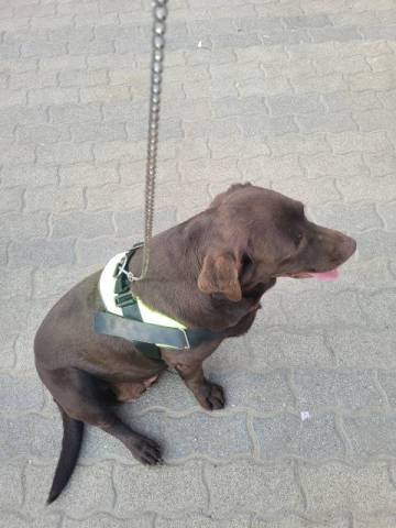 Labrador kölyök kutyák foglalhatok. - Ács, Komárom, 2941 - Állat