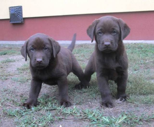 Barna labrador kölykök eladók! - Budapest XVI. kerület - Állat