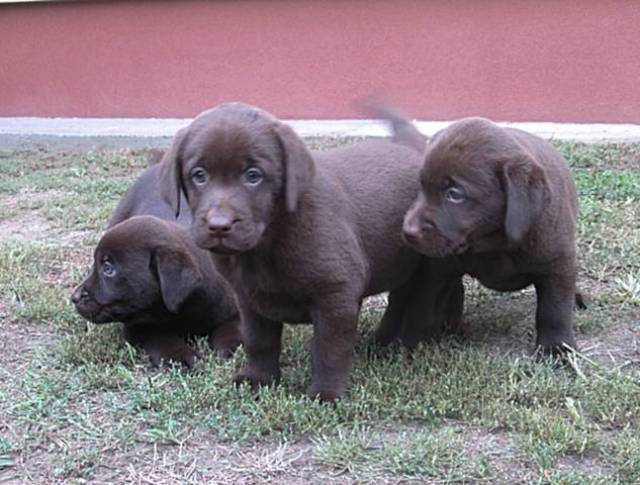 Barna labrador kölykök eladók! - Budapest XVI. kerület - Állat