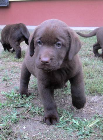 Barna labrador kölykök eladók! - Budapest XVI. kerület - Állat