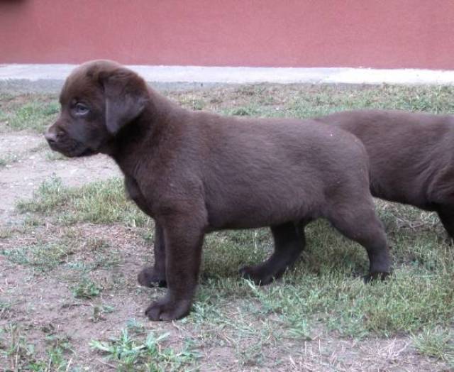 Barna labrador kölykök eladók! - Budapest XVI. kerület - Állat