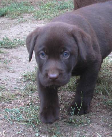 Barna labrador kölykök eladók! - Budapest XVI. kerület - Állat