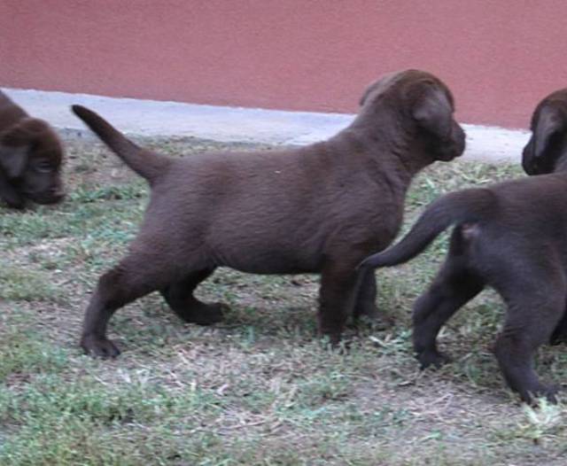 Barna labrador kölykök eladók! - Budapest XVI. kerület - Állat