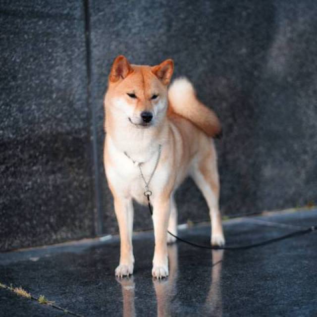 Shiba inu kölykök - Budapest - Állat